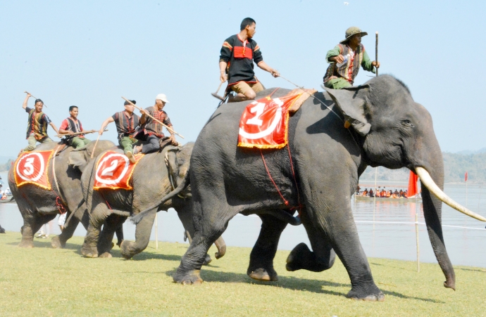 Elephant Race Festival - Vietspace Travel